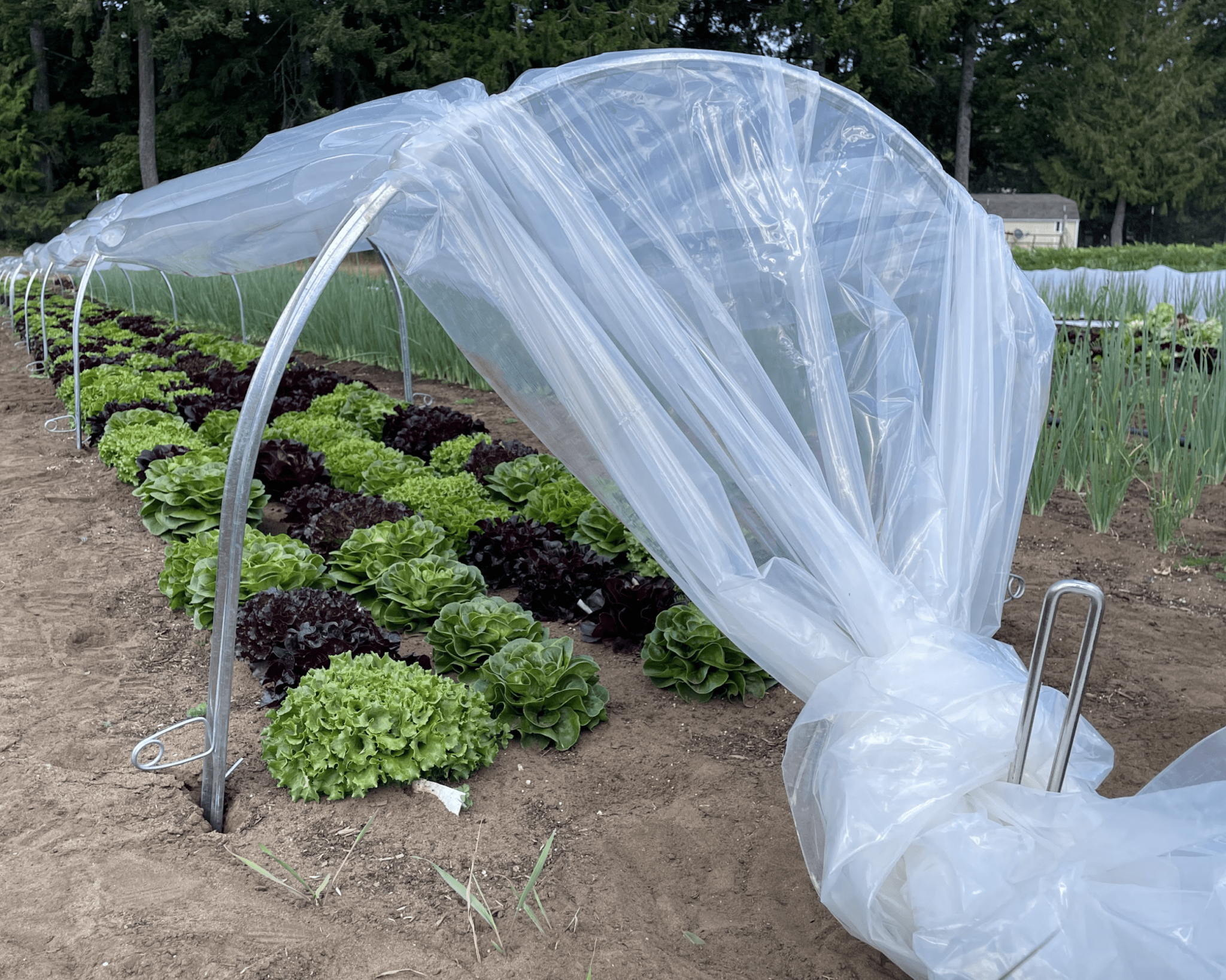 Greenhouse Plastic Film for Making Poly Low Tunnels - Crop Protection