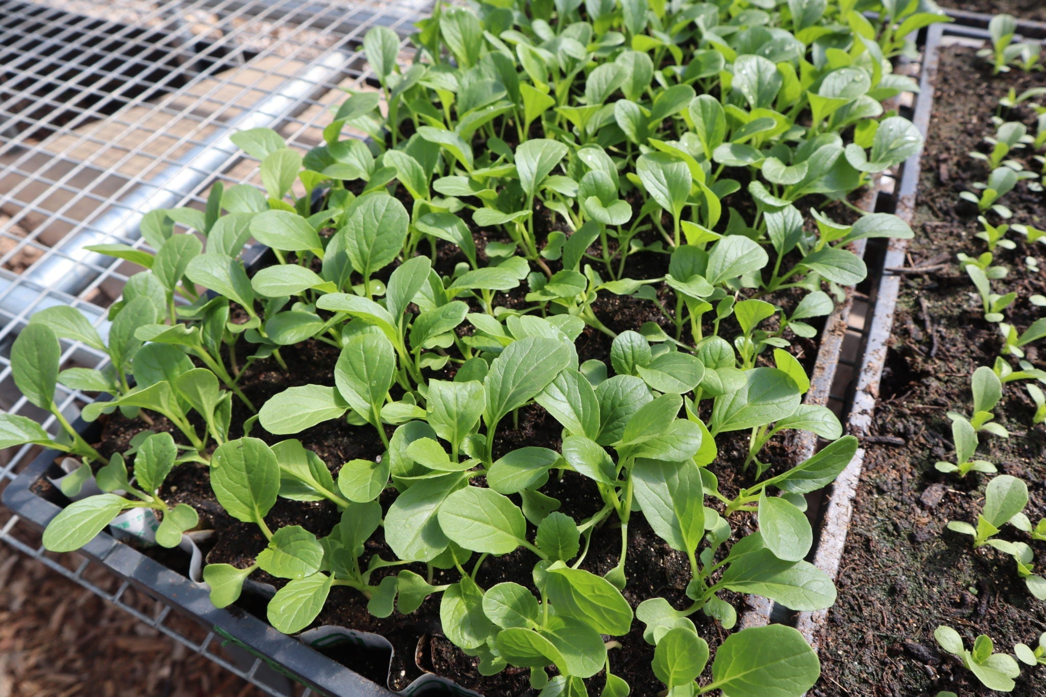 Paper Chain Pots - 4" Spacing - Faster Transplanting - Great for Root ...